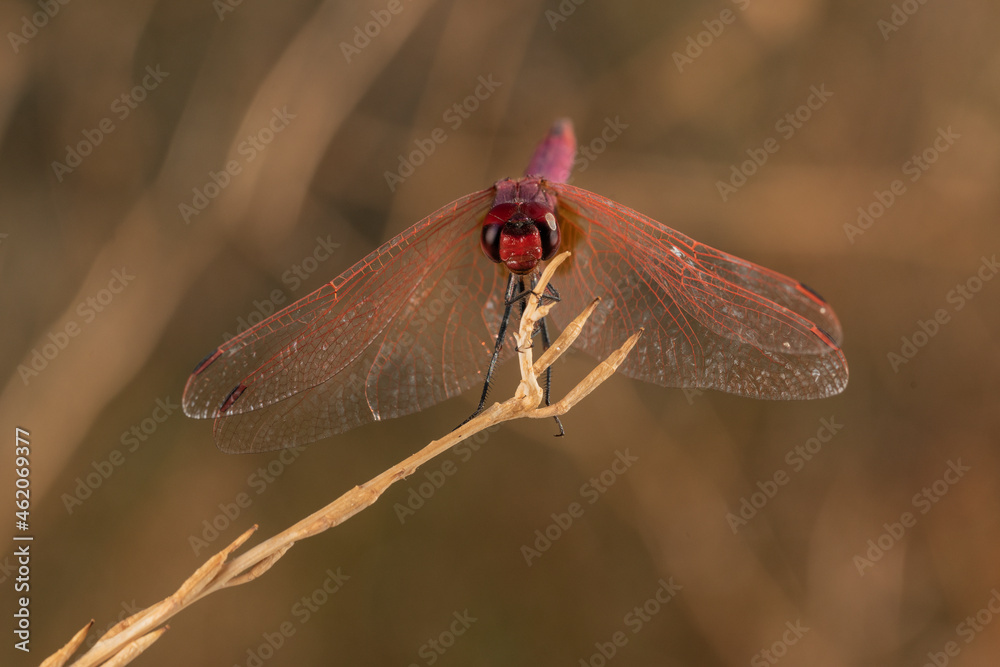 Libélula flecha roja en un arbusto seco (Sympetrum striolatum) Stock ...