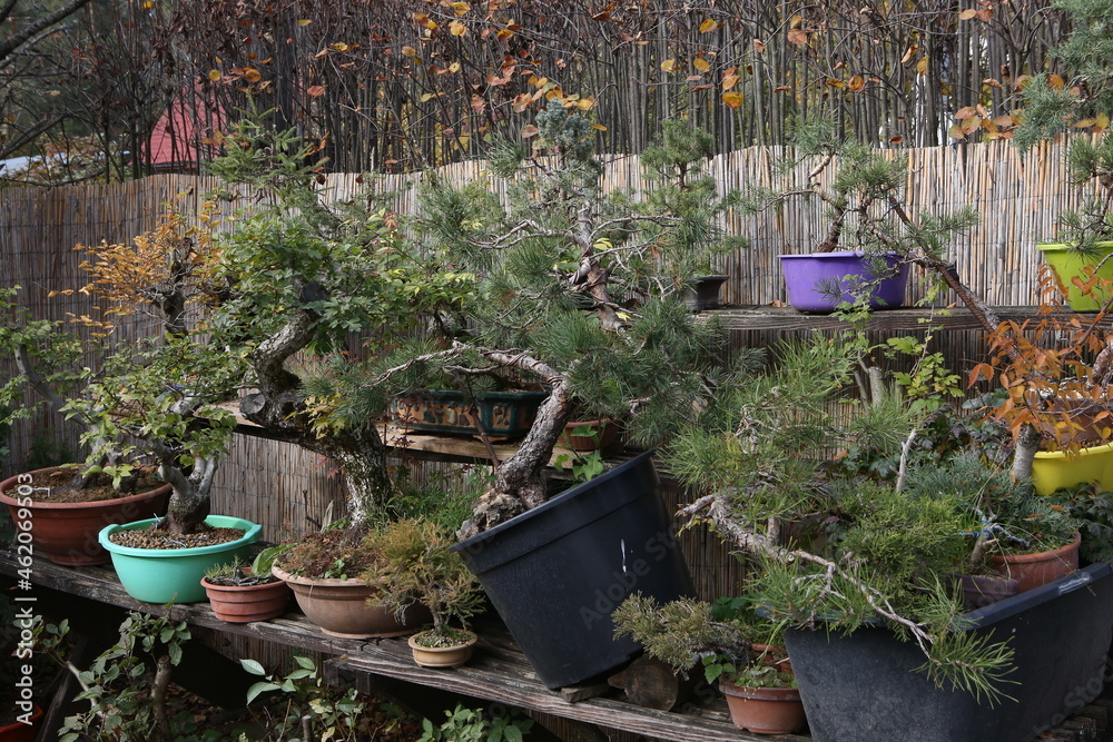 Bonsai, little tree in traditional Japanese garden. Bonsai tree. Bonsai ...