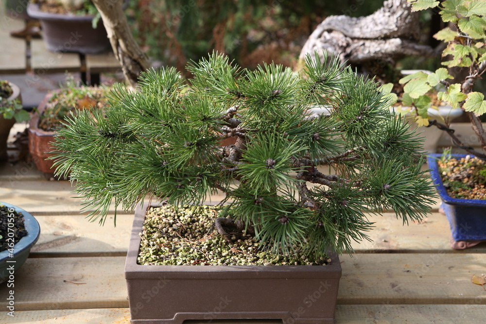 Bonsai, little tree in traditional Japanese garden. Bonsai tree. Bonsai ...