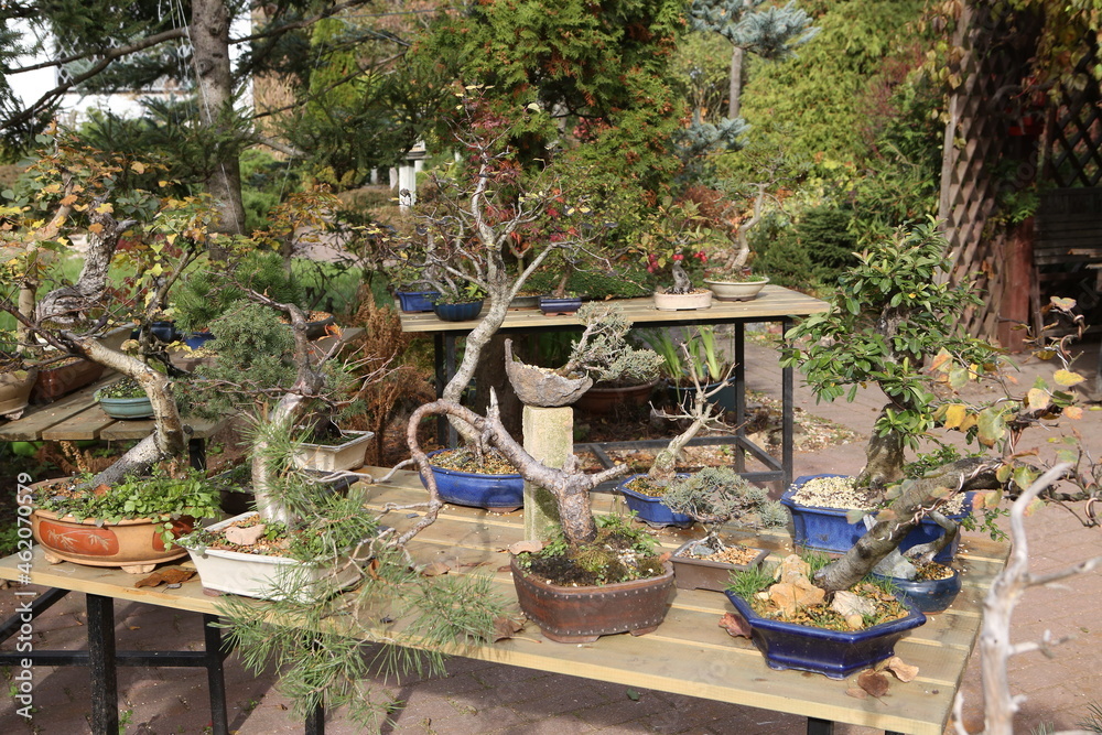 Bonsai, little tree in traditional Japanese garden. Bonsai tree. Bonsai ...