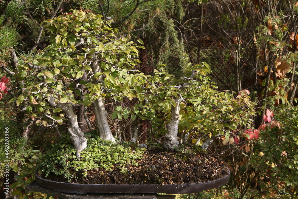 Bonsai, little tree in traditional Japanese garden. Bonsai tree. Bonsai ...