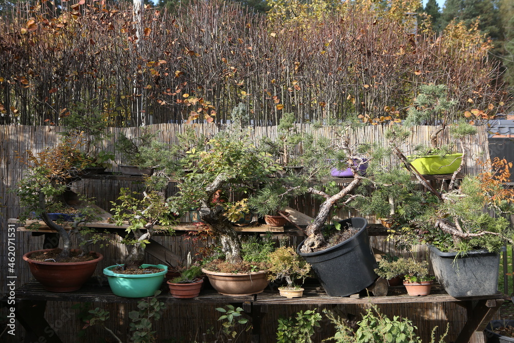 Bonsai, little tree in traditional Japanese garden. Bonsai tree. Bonsai ...