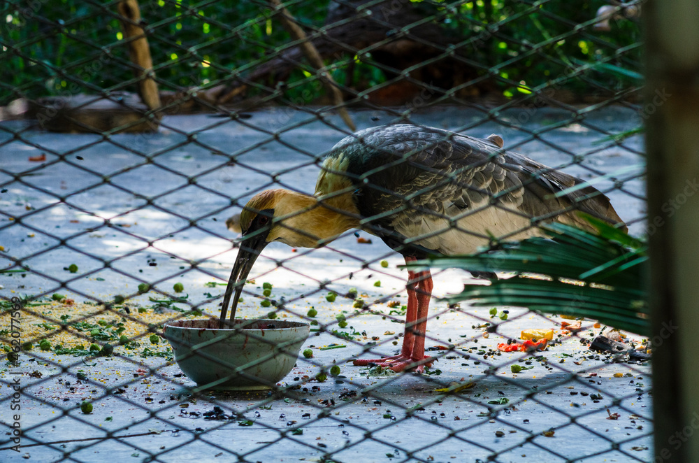Animales en el Zoologico Stock Photo | Adobe Stock