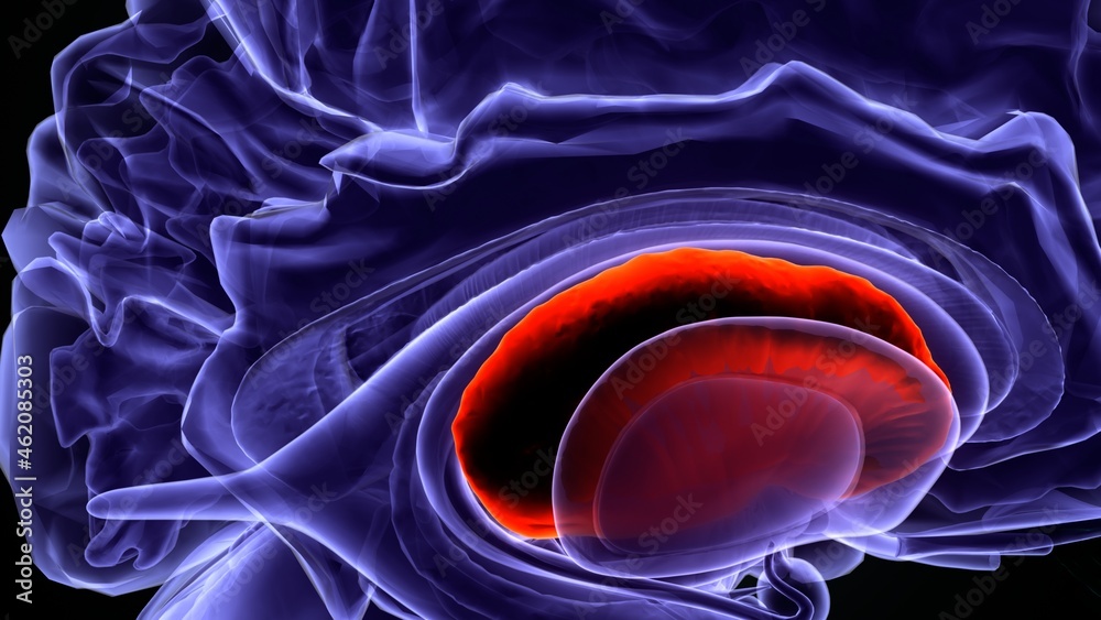 3d illustration of human brain Brain caudate nucleus Anatomy. Stock ...