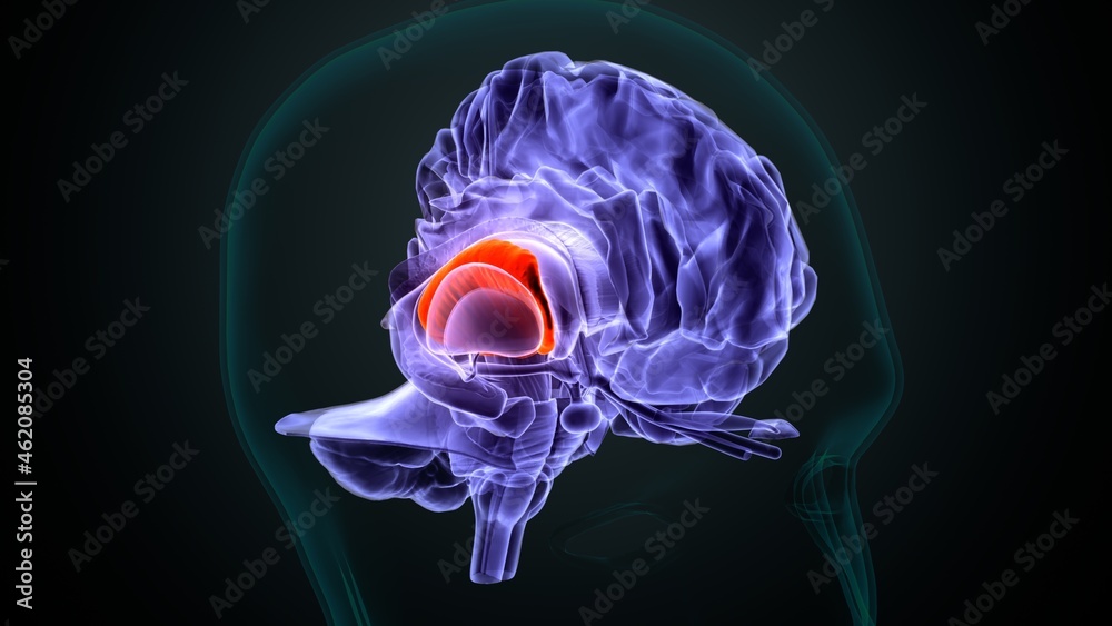 3d illustartion of human Brain Corpus callosum Anatomy. Stock ...