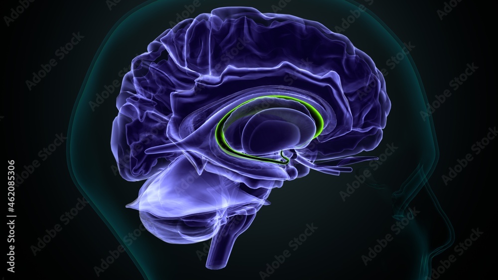 3d illustration of human brain Brain caudate nucleus Anatomy. Stock ...