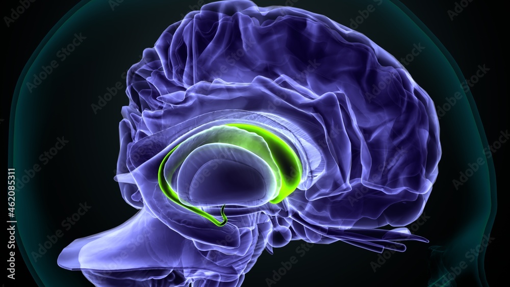 3d illustration of human brain Brain caudate nucleus Anatomy. Stock ...