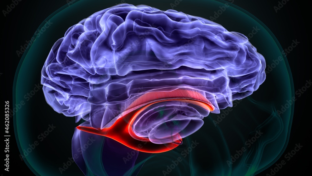 3d illustration of human brain lateral ventricles anatomy. Stock ...