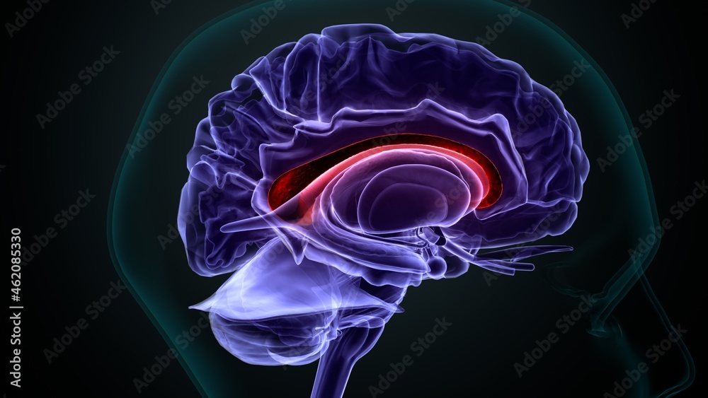 3d illustration of human brain Brain caudate nucleus Anatomy. Stock ...