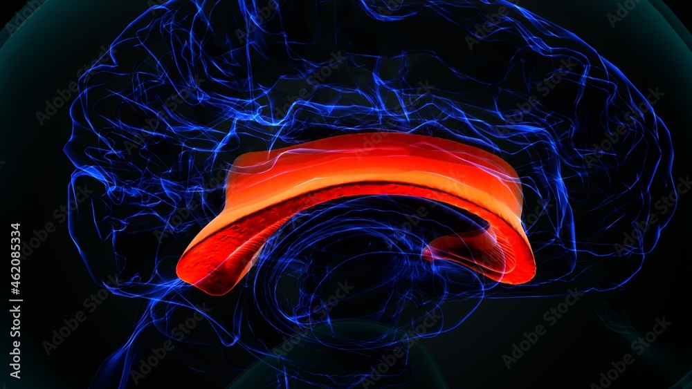 3d illustartion of human Brain Corpus callosum Anatomy. ilustración de ...