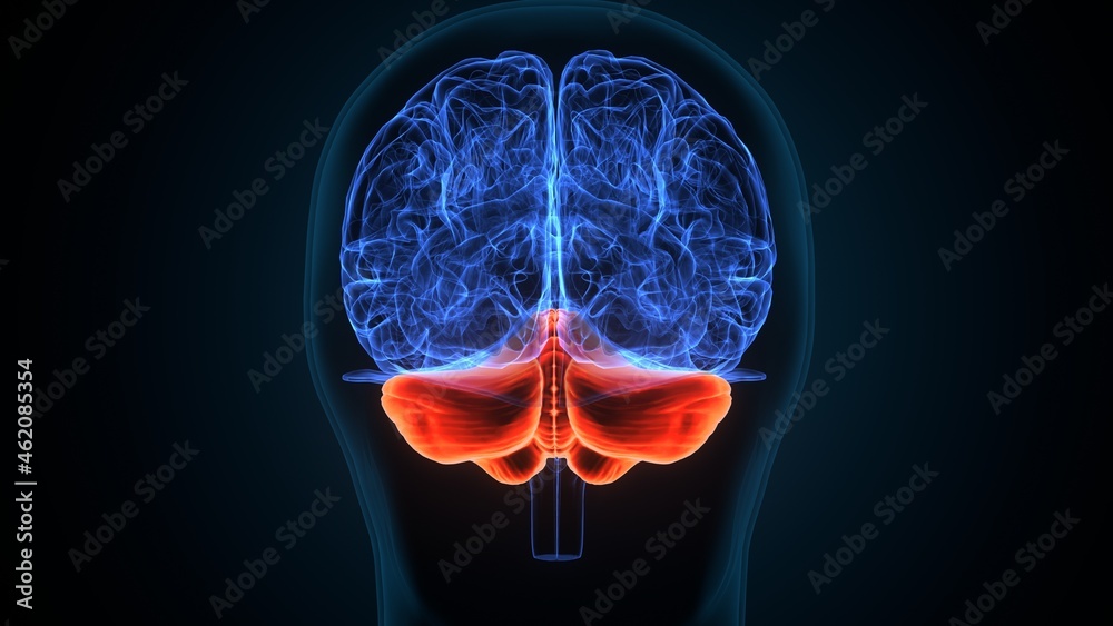 3d illustration of human brain thalamus anatomy. Stock Illustration ...