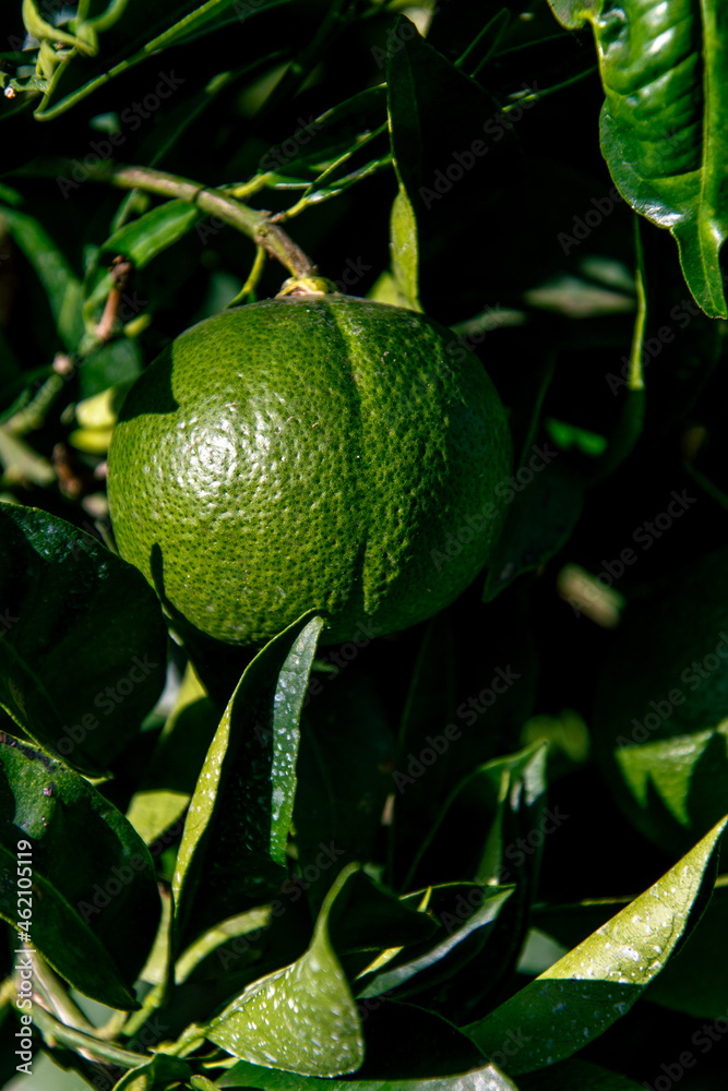 Citrus × limon pertenece a la familia Rutaceae Stock Photo | Adobe Stock