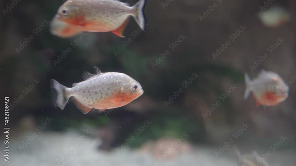 Flock of little piranhas swims relaxed in the water of aquarium, close ...