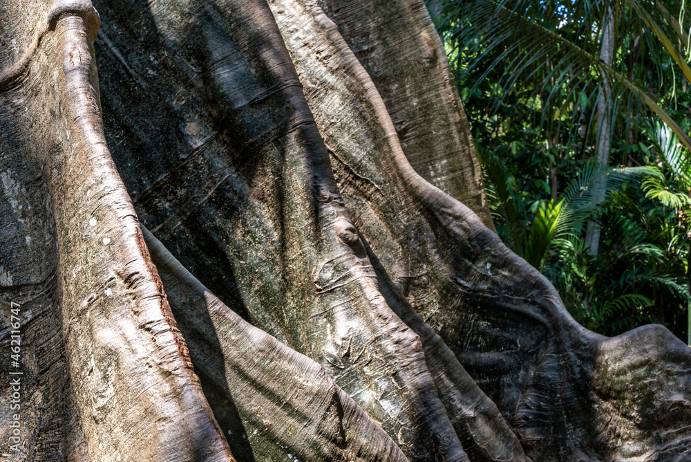 Details of The image of The largest and highest giant tree in Ban Sanam ...