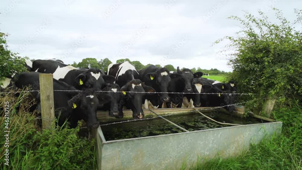Cows drinking water from a trough in a farmers field in the rain. Rural ...