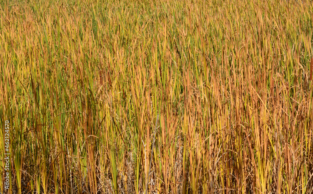 Nature background of autumn wetland golden and red cattail leaves or ...