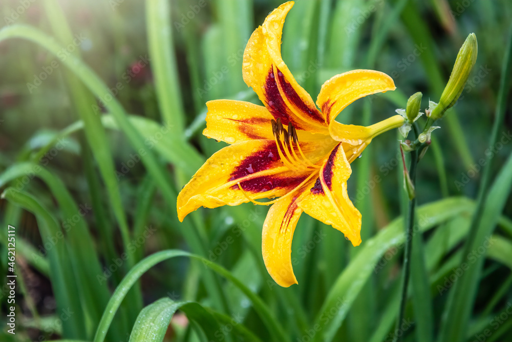 Hemerocallis Bonanza, Bonanza Daylily, perennial tuft forming herb with ...
