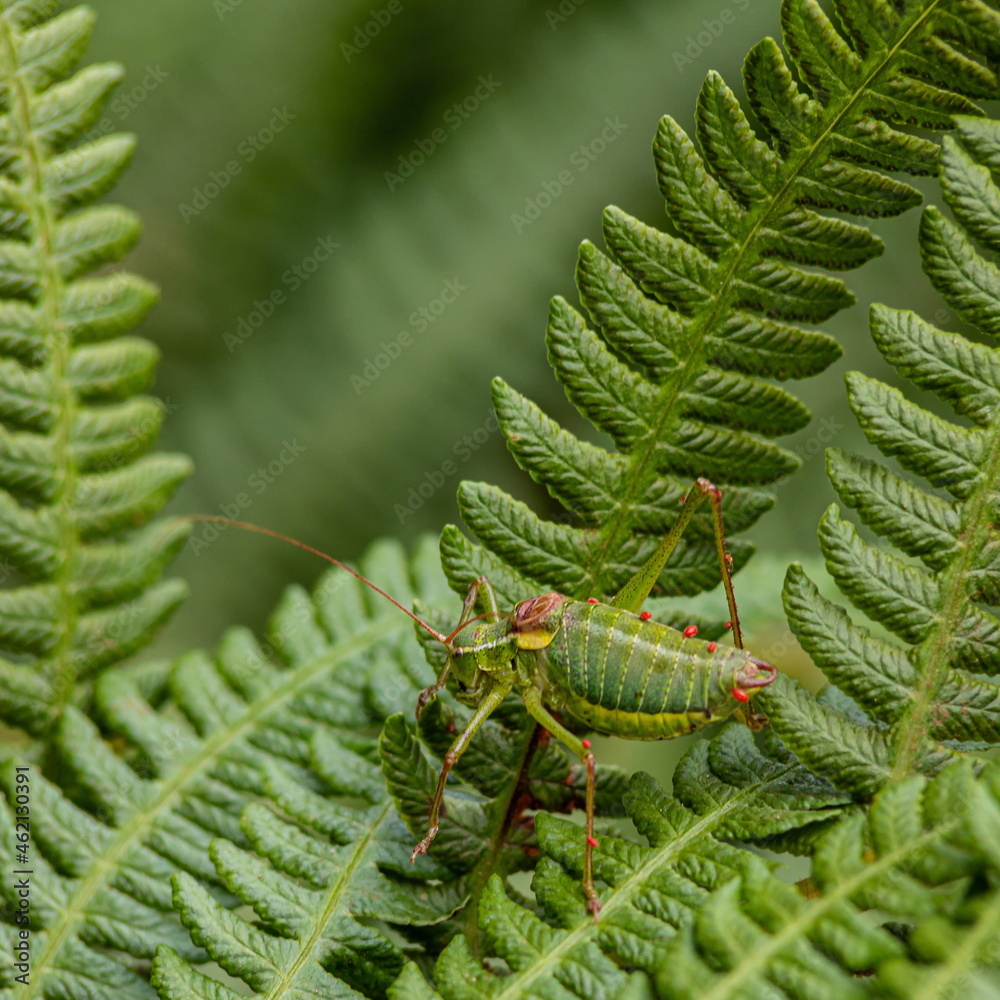 Green Grasshopper Wings