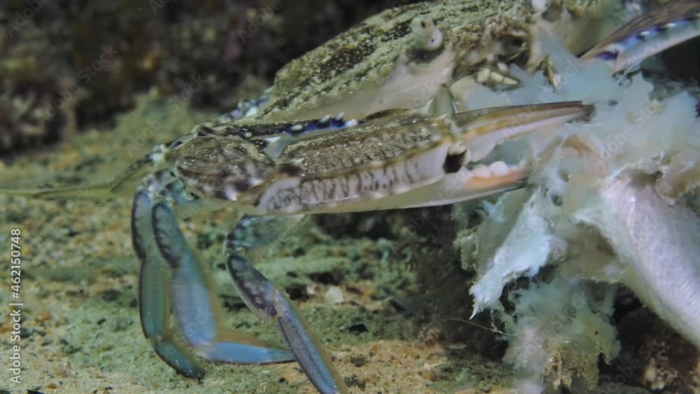 Blue swimmer crab eating dead fish chased away at Edithburgh 001 Stock ...