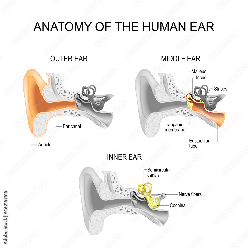 Ear anatomy. Cross section of outer, middle, and Inner ear Stock Vector ...