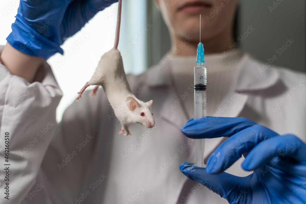 Female hands hold an albino mouse with red eyes by the tail and a ...