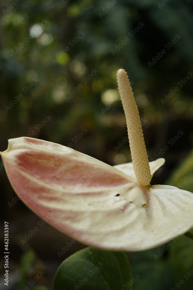 Anthurium flower Stock Photo | Adobe Stock