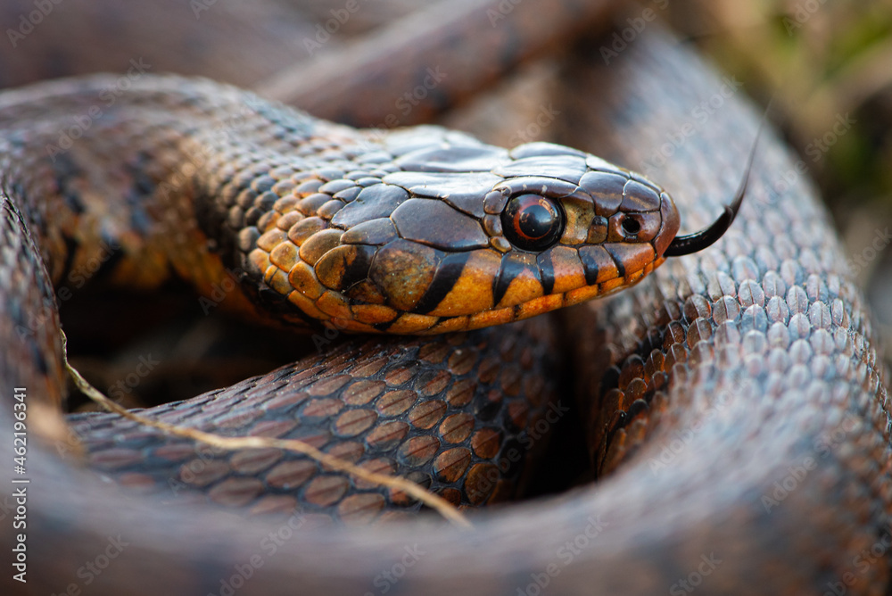 Couleuvre helvétique rouge, couleuvre à collier, Natrix helvetica Stock ...