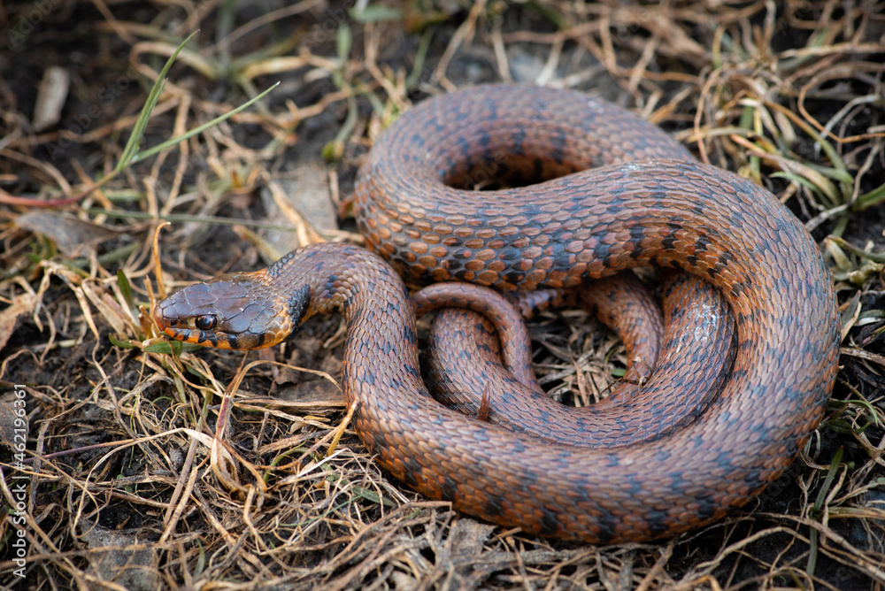 Couleuvre helvétique rouge, couleuvre à collier, Natrix helvetica foto ...
