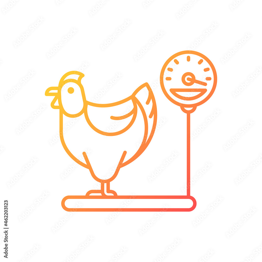 Jersey giant hen gradient linear vector icon. Biggest american chicken ...