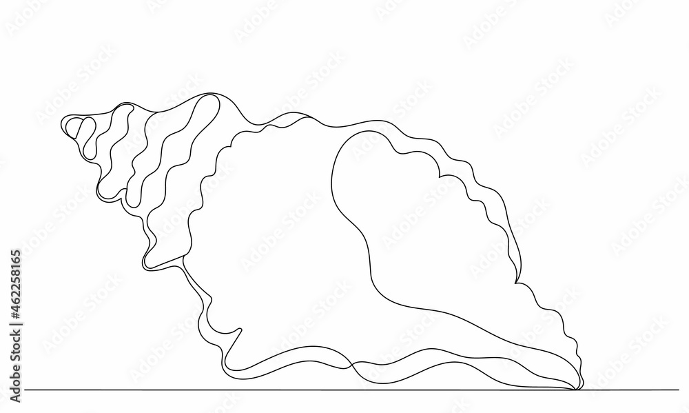 seashell line drawing, isolated, vector Stock Vector | Adobe Stock