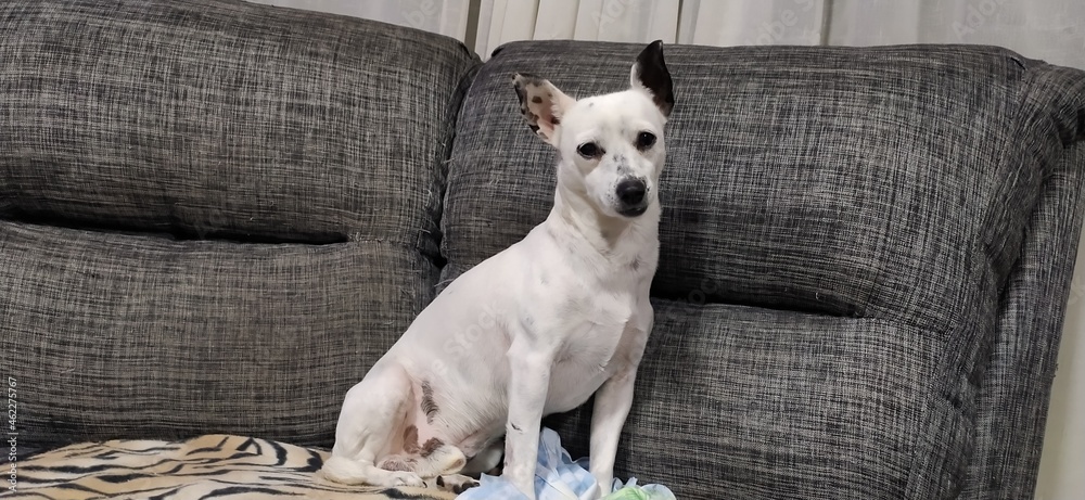 Foto de Perrito sentado y durmiendo en la ventana do Stock | Adobe Stock