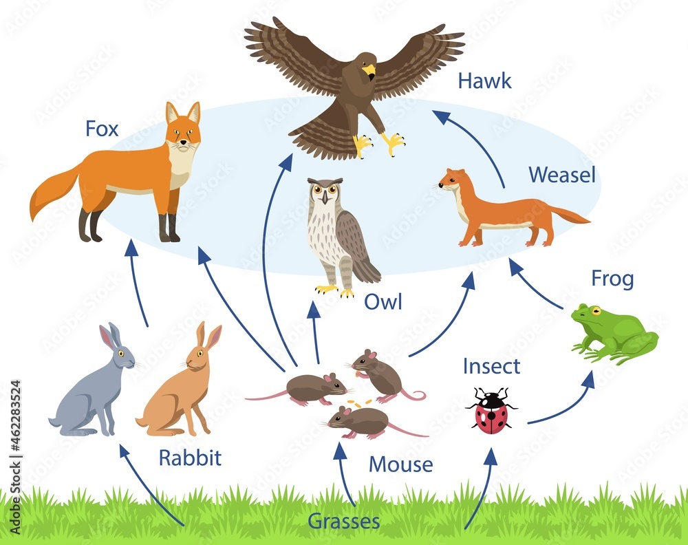 Poster Set with different animals in a biological food chain on white ...
