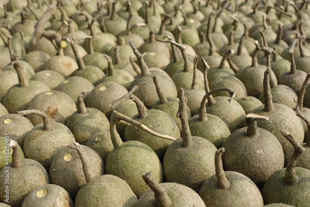 Ripe Wood Apple fruits (Limonia Acidissima) are lined up under the open ...