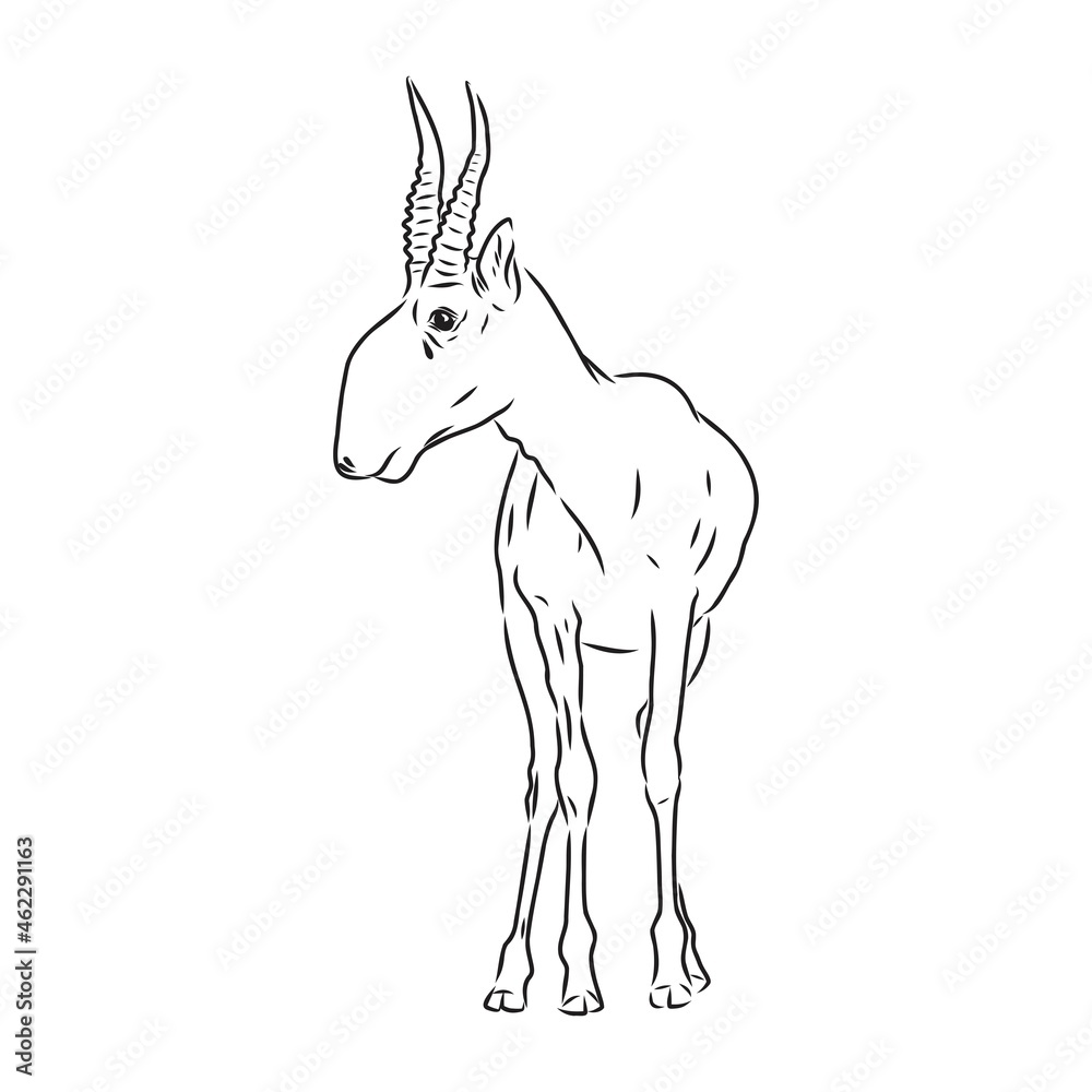 vector silhouette saiga on white background saiga animal vector Stock ...