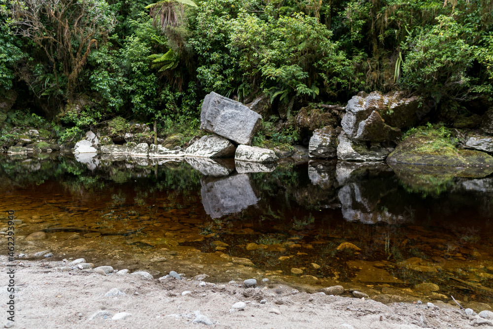 Oparara river flowing through lush and untouched temperate rainforest ...