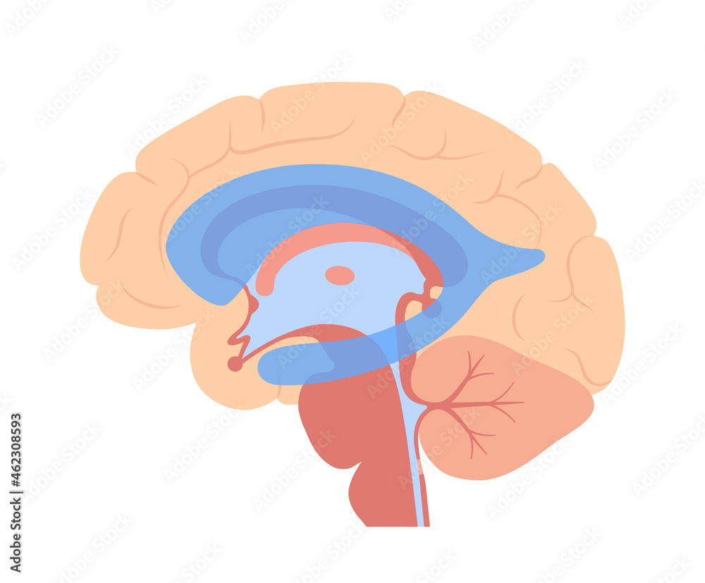 Ventricular system anatomy Stock Vector | Adobe Stock