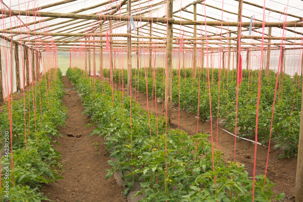 cultivo de tomate en invernadero Stock Photo | Adobe Stock