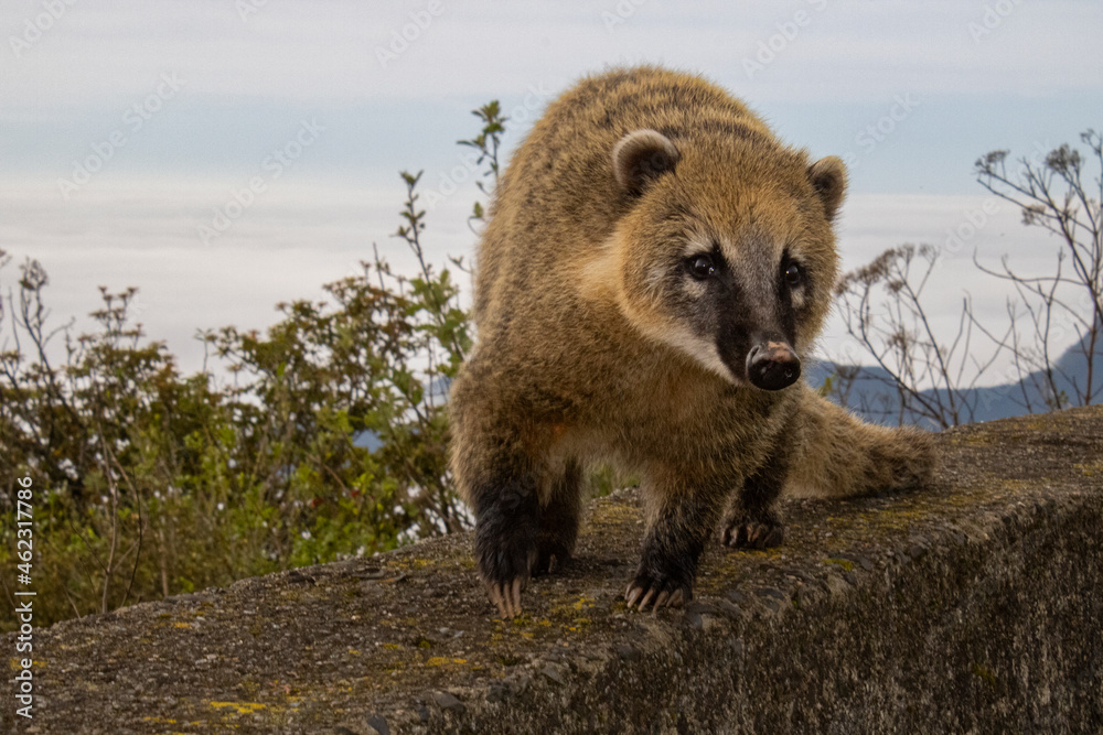 O quati fazendo pose para a foto Stock Photo | Adobe Stock