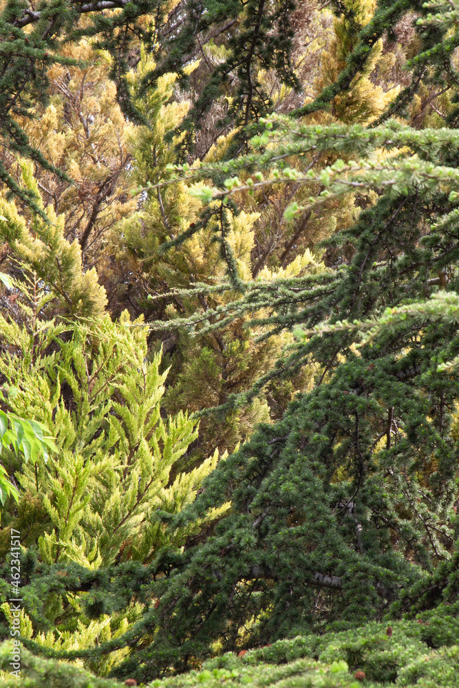 Arboles colores coloridos Tree colours green, yellow, bown verde ...