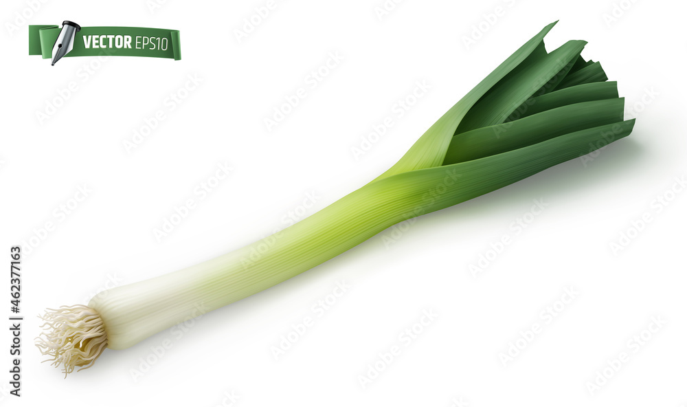 Vector realistic illustration of a leek on a white background. Stock ...