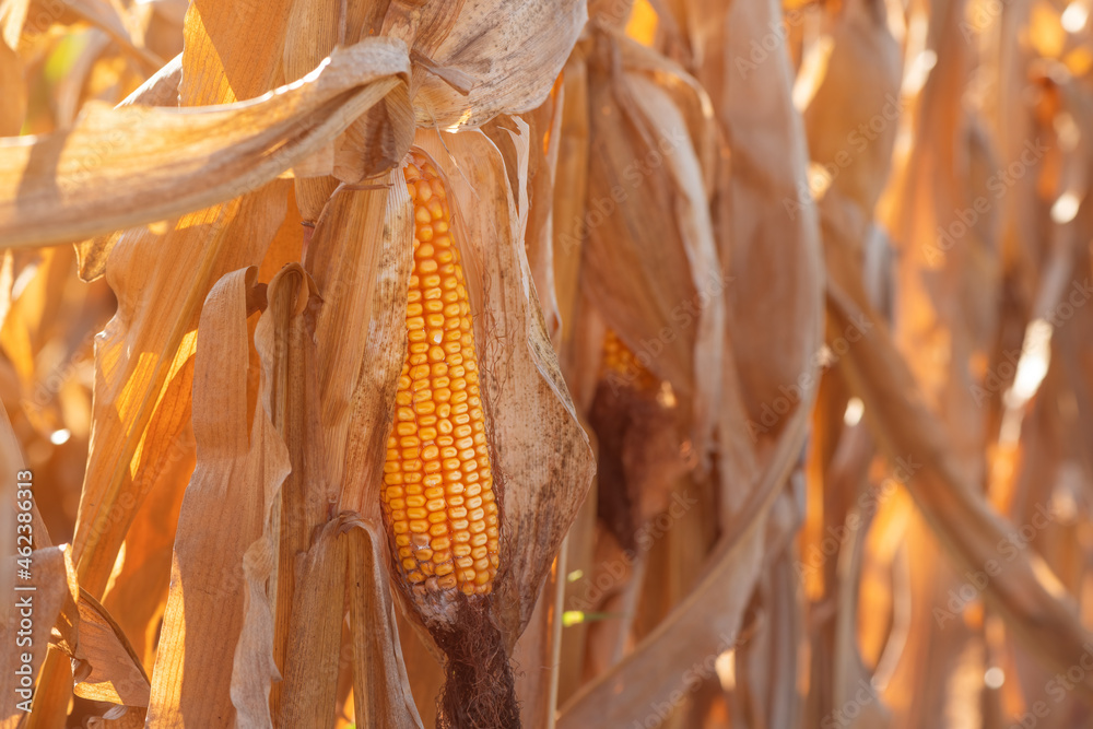 Fusarium corn ear rot damage. most common maize disease Stock Photo ...
