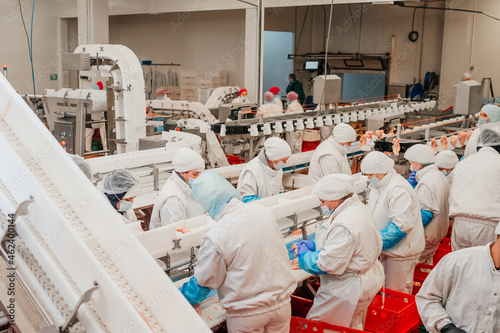 Meat processing equipment. Food products meat chicken fillet production ...