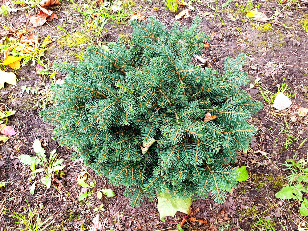 Picea omorika Karel seedling in the garden Stock Photo | Adobe Stock