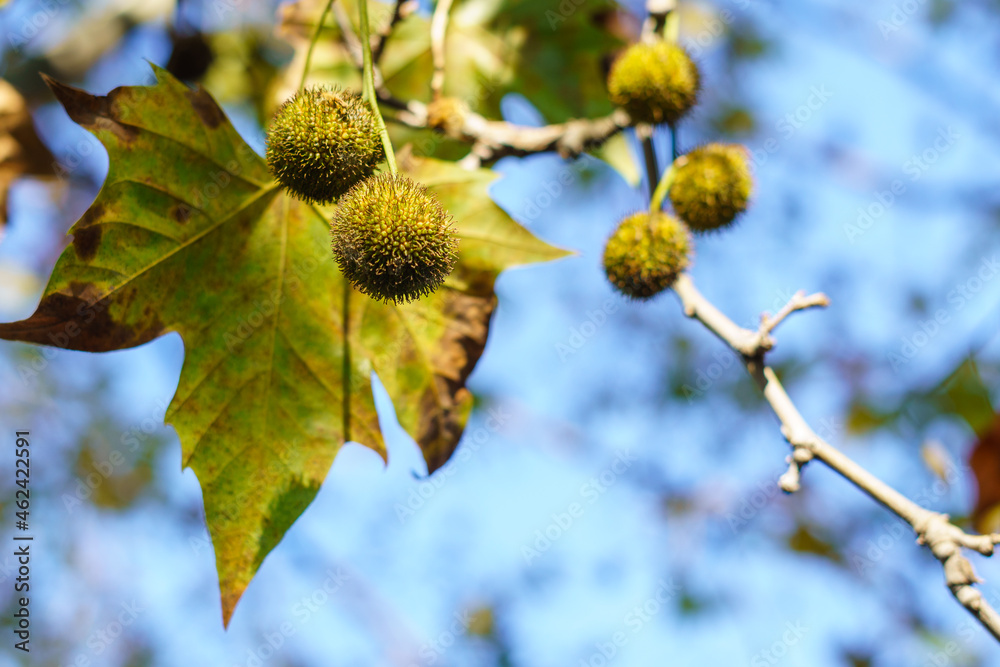 Fruits of the sycamore tree , platanus hispanica with unfocused ...