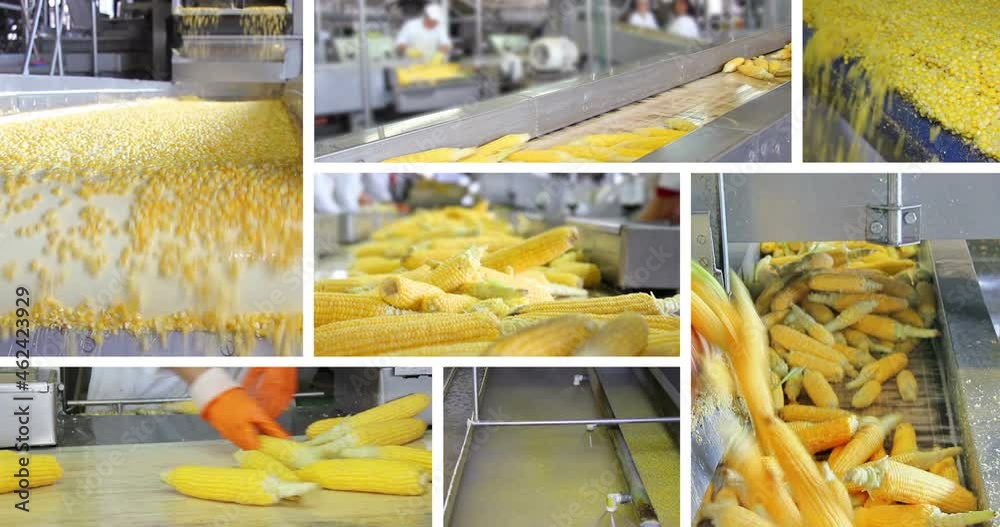 Industrial production of corn in food processing plant, multi screen ...