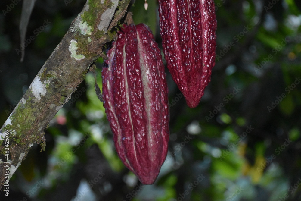 PLANTA DE CACAO DE UN DIA SOLEADO EN LA SELVA DE TINGO MARIA 2022 Stock ...