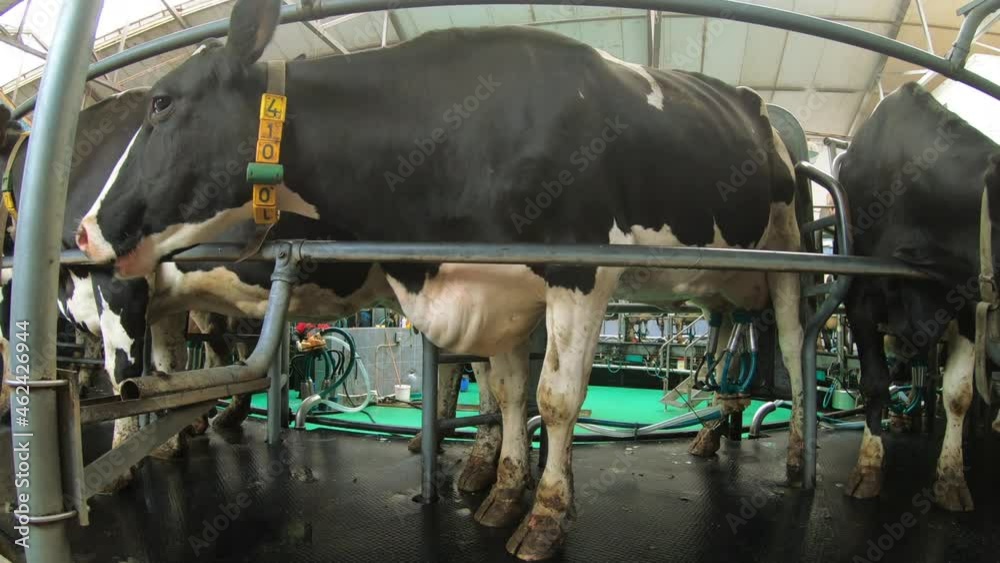 Cows at the milking carousel. Milking cows with an automatic milking ...