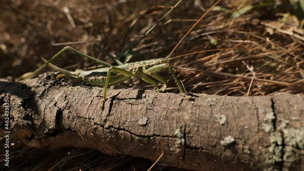 Saga pedo.The largest grasshopper in Europe. Predator. Body length ...