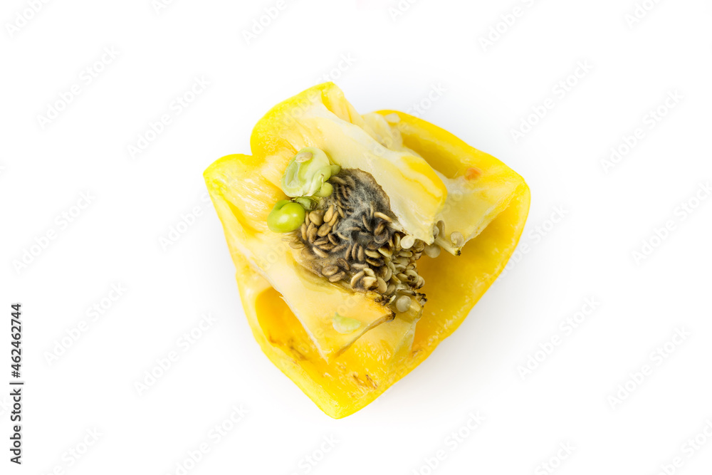 Rotten and Moldy yellow pepper on the white background. Bad conditions ...