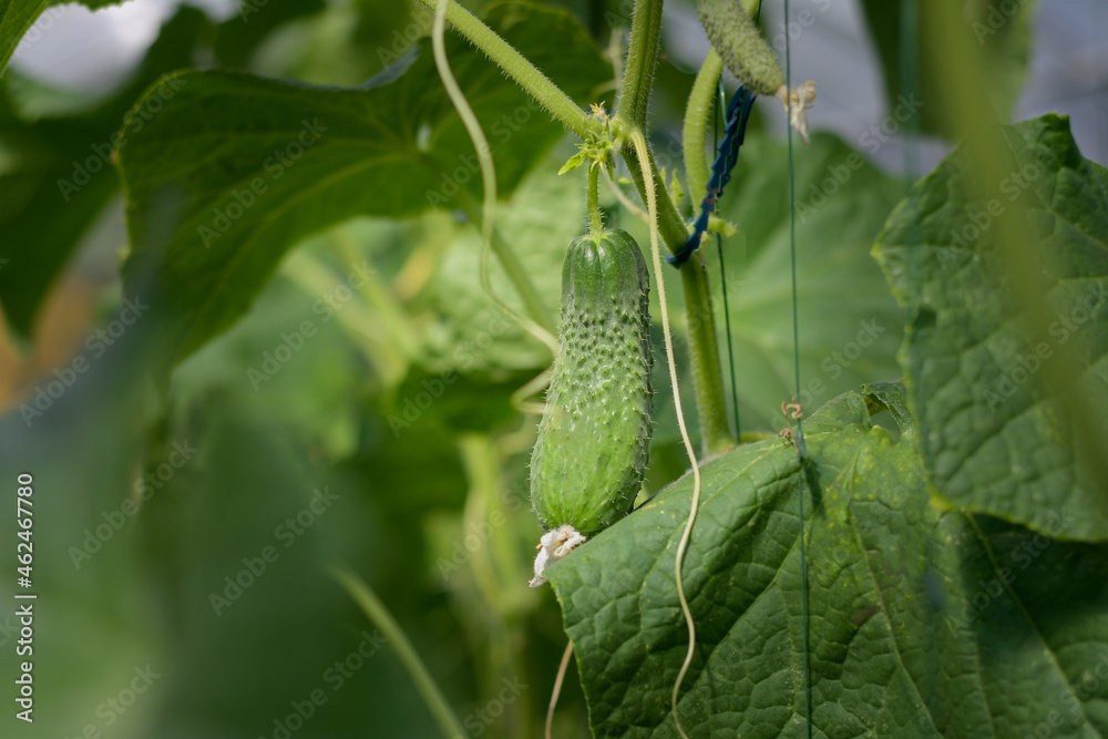 Cucumber close-up on a background of green large leaves. Growing ...